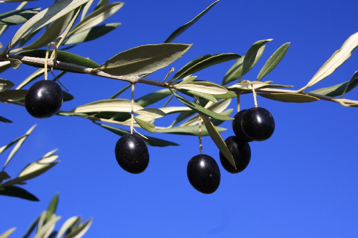 L'Olive :: CAZEDARNES ses ressources